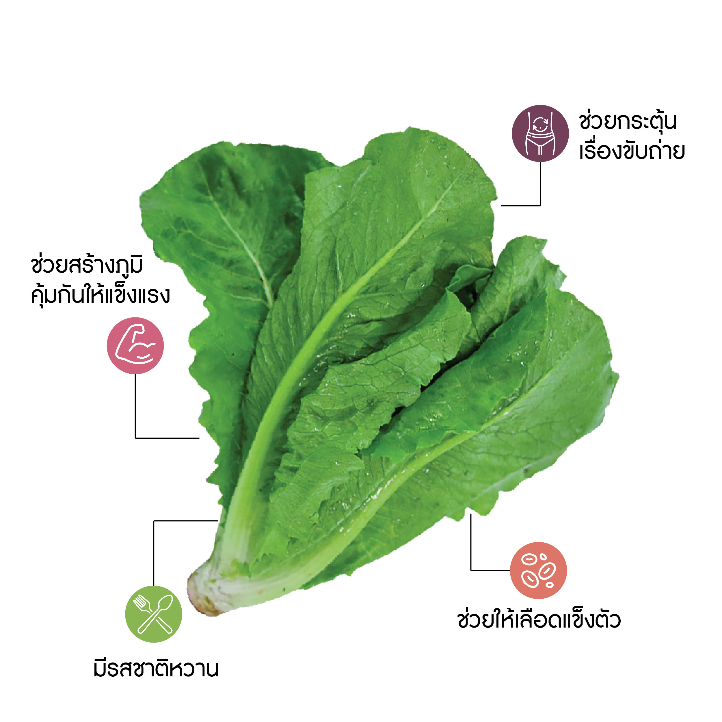 ผักคอส (Cos Vegetables) – Thai Forest Food