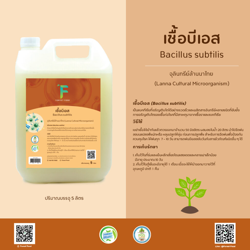 เชื้อบีเอส (Bacillus Subtilis) – Thai Forest Food