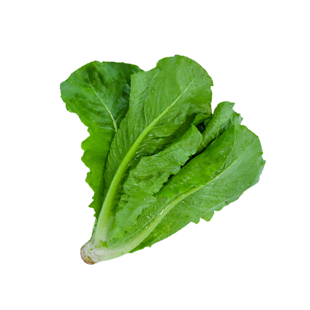 ผักคอส (Cos Vegetables) – Thai Forest Food